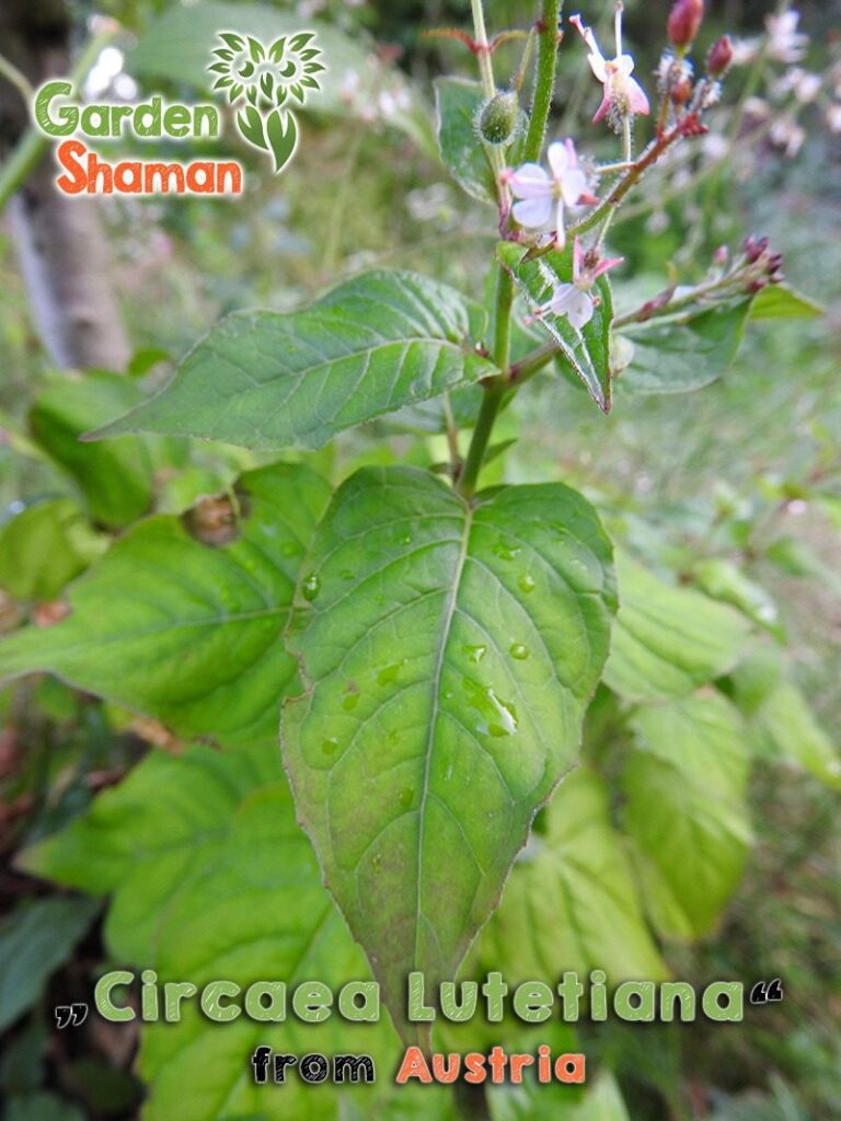 Circaea lutetiana Seeds - GardenShaman.eu - Your source for rare plants ...