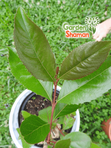 Catha edulis seeds (khat) | GardenShaman.eu