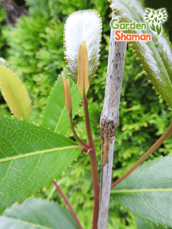 Kath (Catha edulis) "TOP Mix" Seeds - GardenShaman.eu - Your source for ...