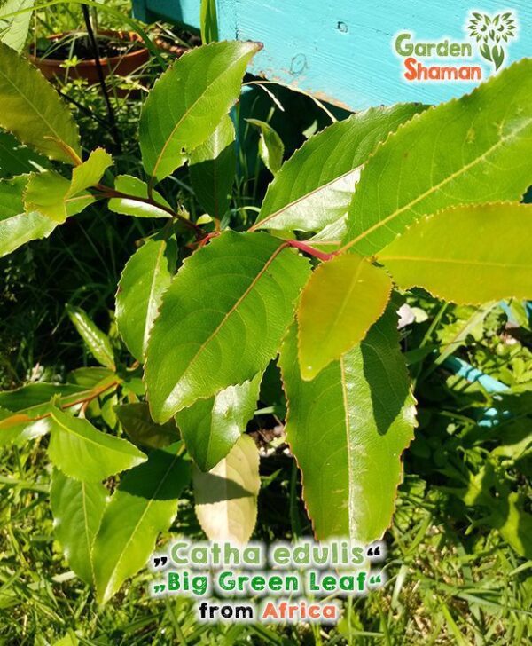 Kath (Catha edulis) "Big Green Leaf" Seeds - GardenShaman.eu - Your ...