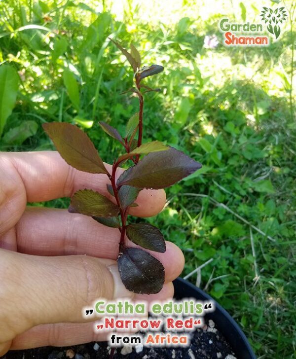 Kath (Catha edulis) "Narrow Red" Seeds - GardenShaman.eu - Your source ...