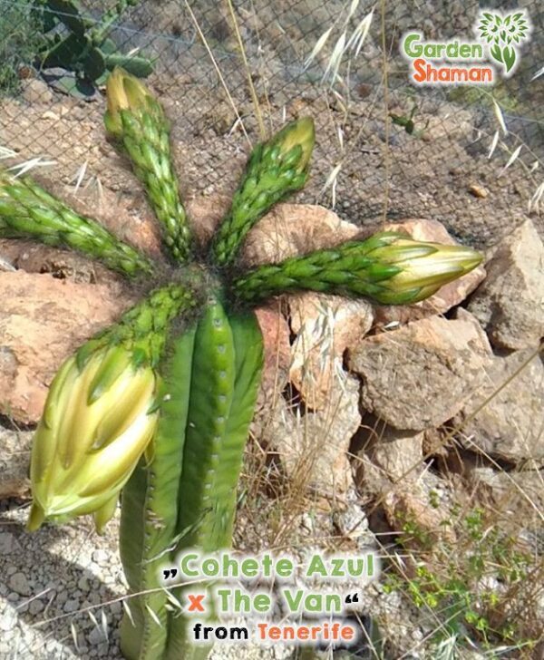 🌵 Cohete Azul x The Van - Samen – Samen kaufen | GardenShaman.eu