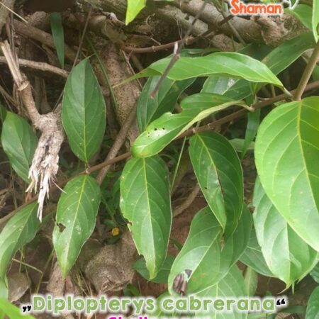 Chaliponga (Diplopterys cabrerana, Banisteriopsis rusbyana) seeds ...