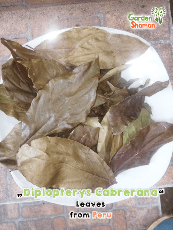 Chaliponga (Diplopterys Cabrerana) Blätter - GardenShaman.eu - Your ...