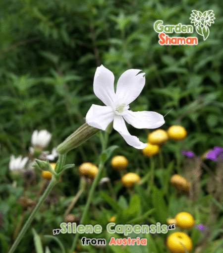 African dream root (Silene capensis/undulata) Xhosa, seeds ...