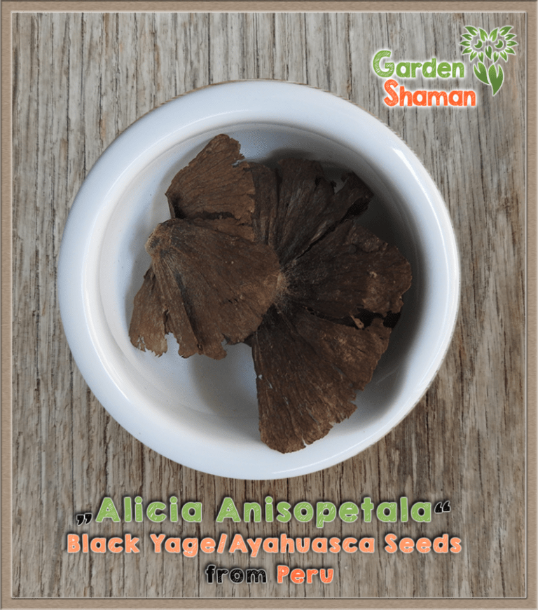 Black Ayahuasca/Yage (Alicia anisopetala) Samen – Samen kaufen ...