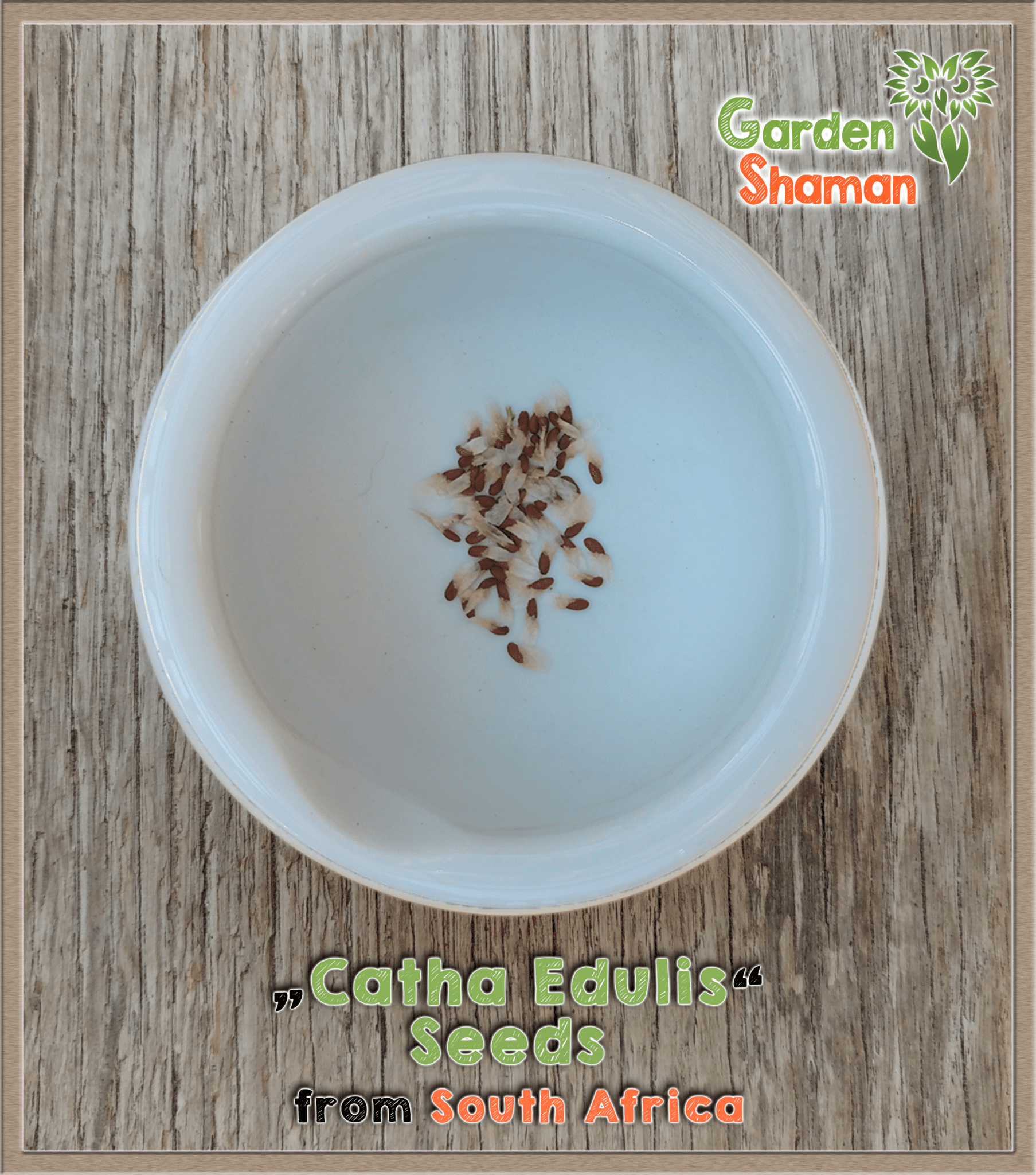 Kath (Catha edulis) Seeds - GardenShaman.eu - Your source for rare ...