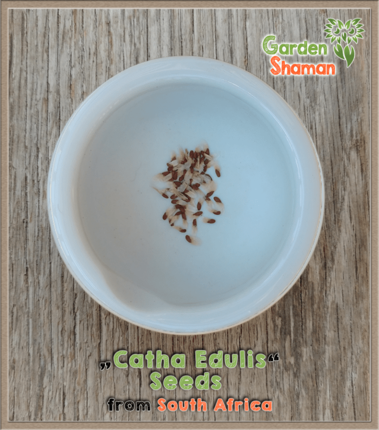 Catha edulis seeds (khat) | GardenShaman.eu