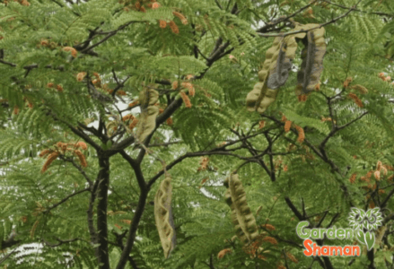 Prekese (Tetrapleura tetraptera) / Ghana - GardenShaman.eu - Your ...