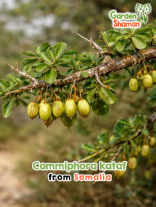 Commiphora kataf Buy Seeds | Rare Kataf Resin Tree