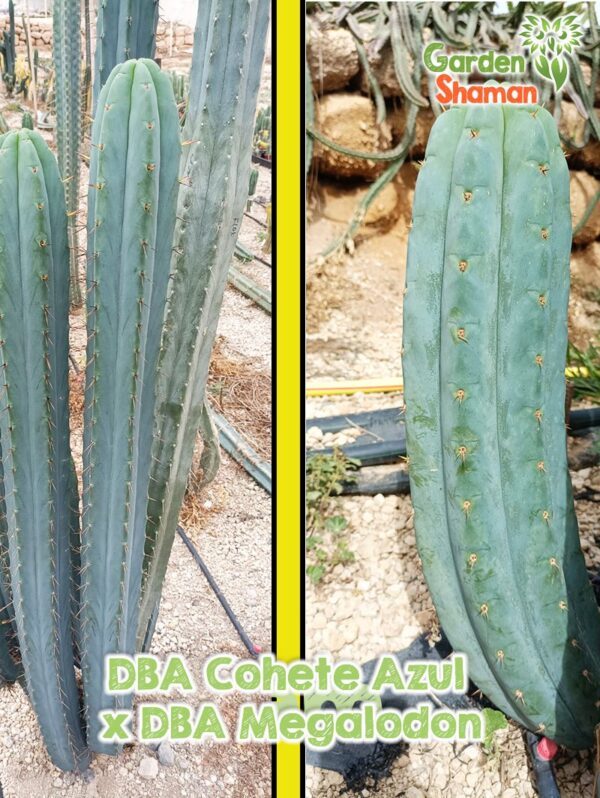 🌵 DBA Cohete Azul x DBA Megalodon – Samen kaufen | GardenShaman.eu
