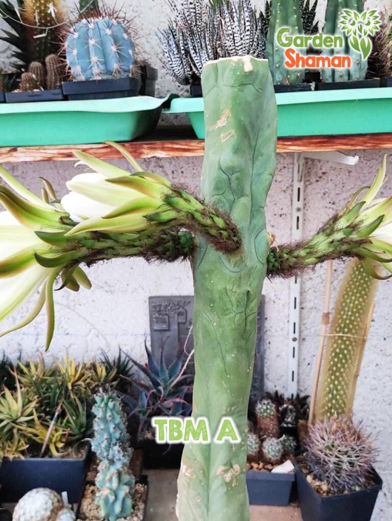 🌵 DBA Cohete Azul x "TPM x Psycho0" - Rarität! – Samen kaufen ...