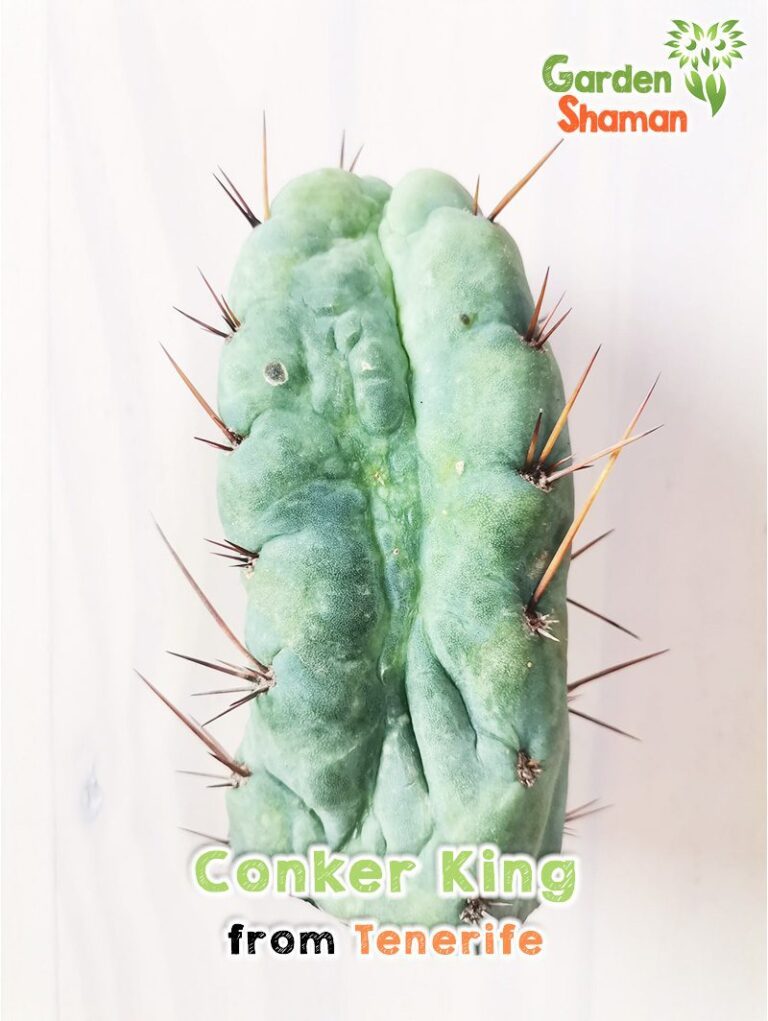Conker King Trichocereus Temperatur Archives - GardenShaman.eu - Your ...
