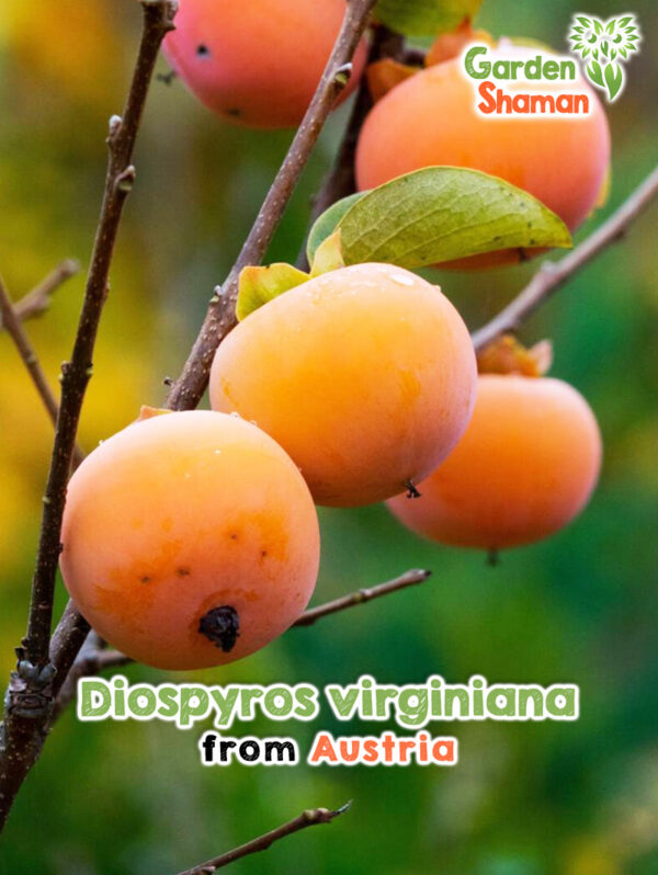Amerikanische Persimone (Diospyros virginiana) - Samen – Samen kaufen ...
