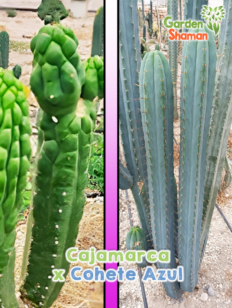 🌵🔥 Cajamarca x Cohete Azul - Samen - Special Cross! – Samen kaufen ...