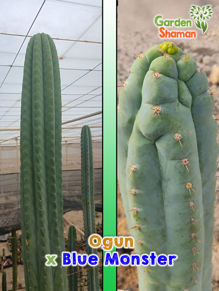 Blue Monster Cactus Archives - GardenShaman.eu - Your source for rare ...
