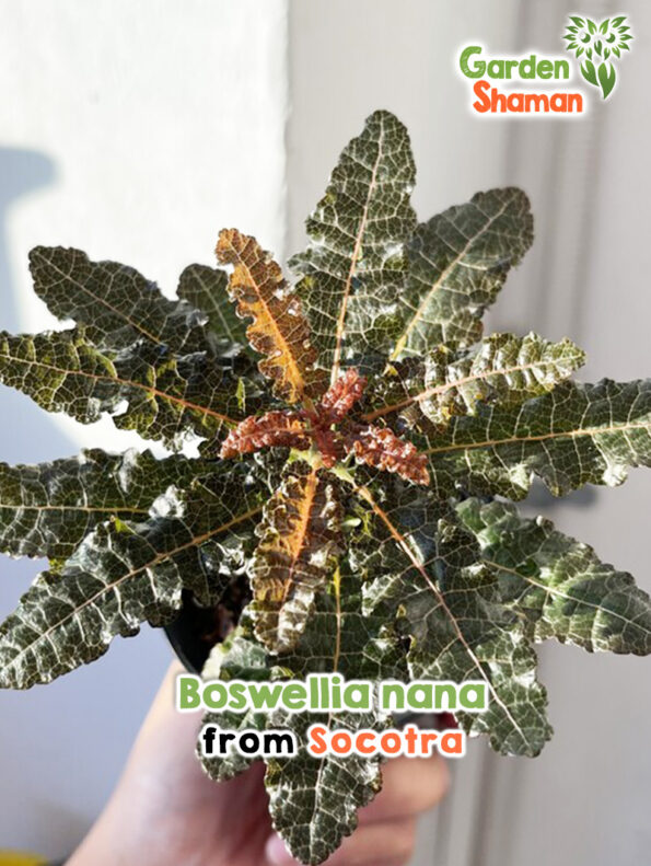 Socotra endemisch Archives - GardenShaman.eu - Your source for rare ...